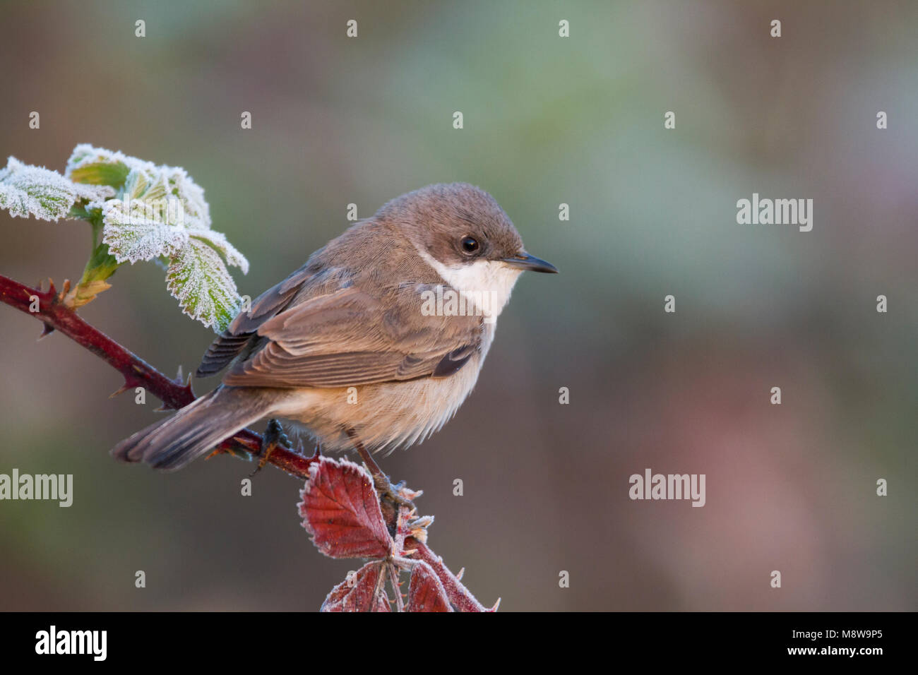 Sylvia curruca curruca Banque de photographies et d’images à haute résolution - Alamy