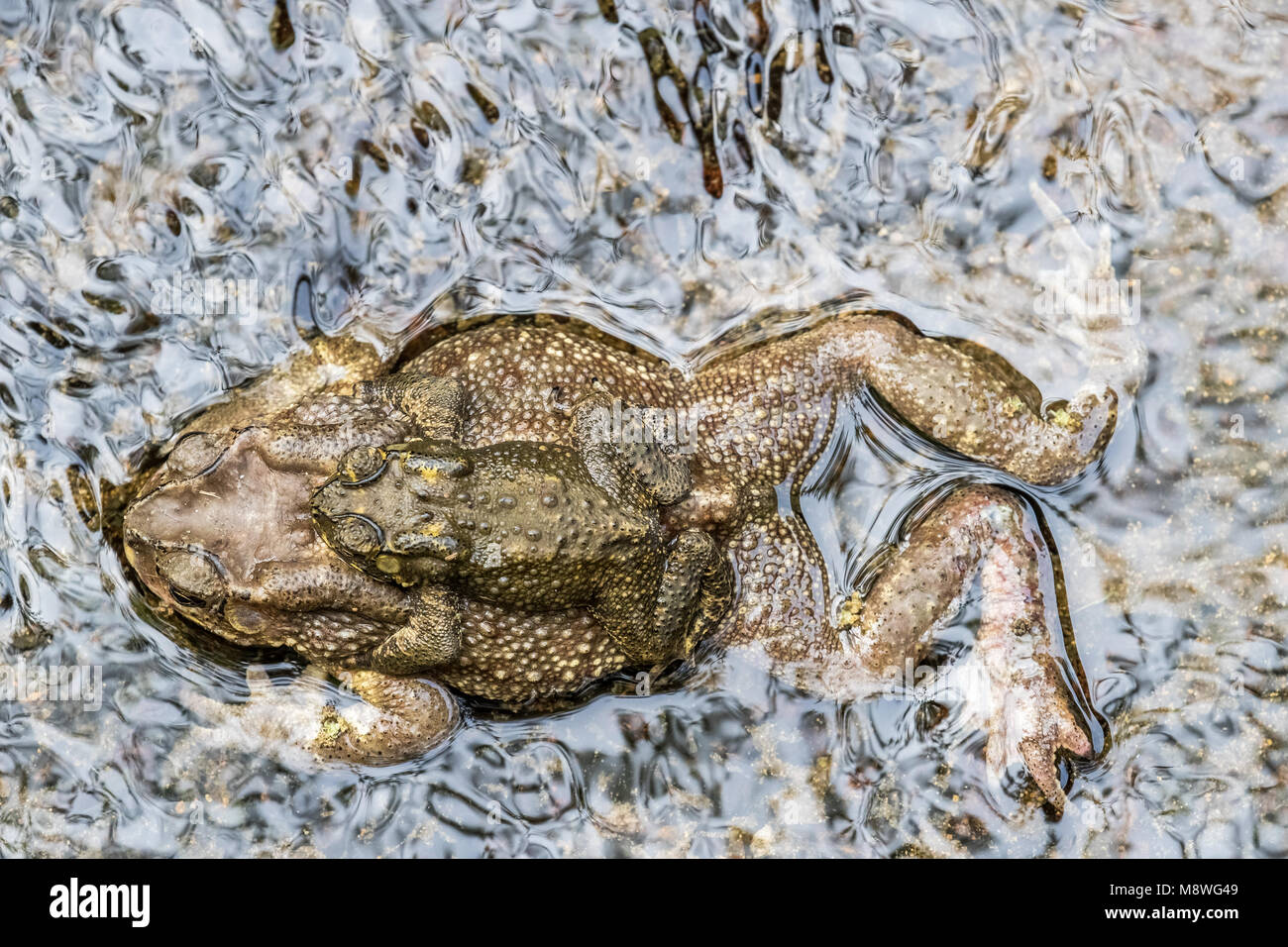 Crapaud commun asiatique (Duttaphrynus melanostictus) l'accouplement ...