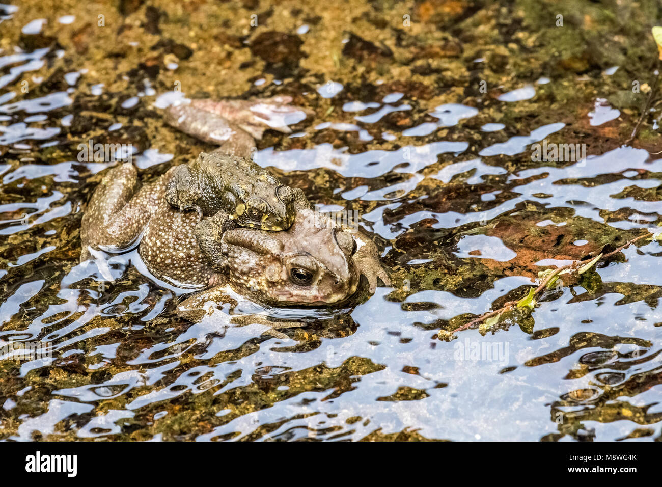 Crapaud commun asiatique (Duttaphrynus melanostictus) l'accouplement ...