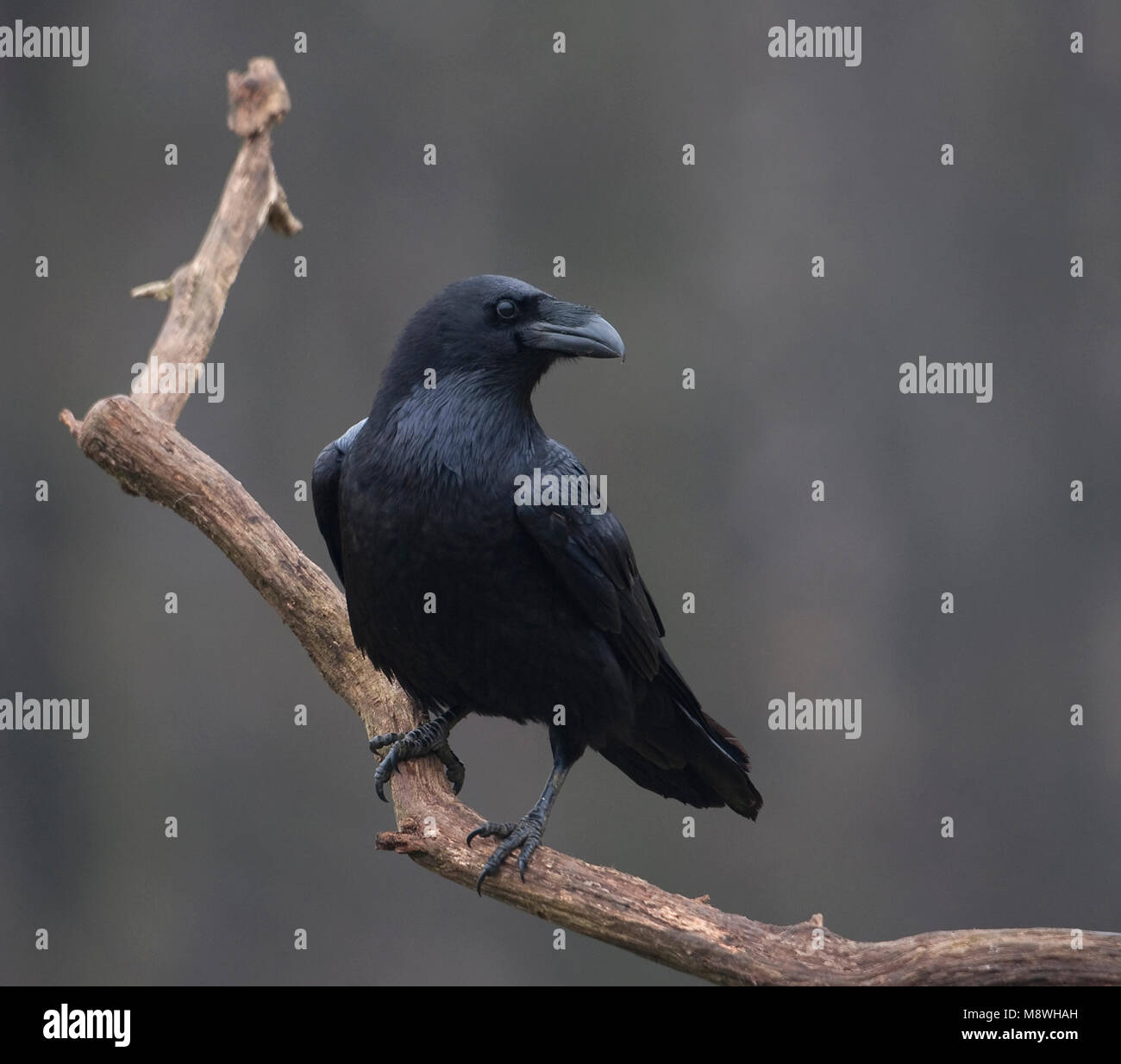 Raaf zittend ; Grand Corbeau perché Photo Stock - Alamy
