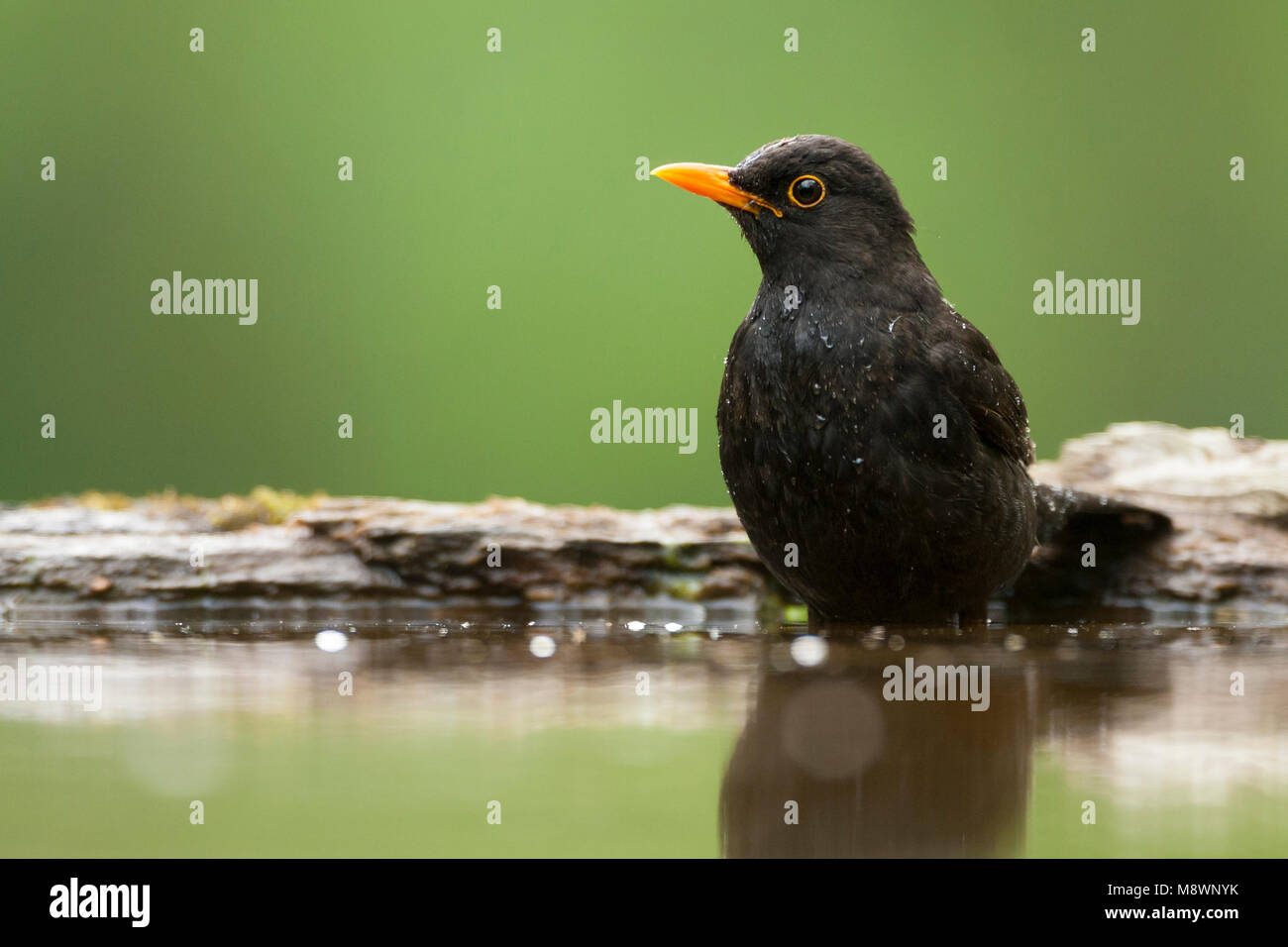 Dans drinkvijver badend Merel homme eurasien, mâle Blackbird baignade ...