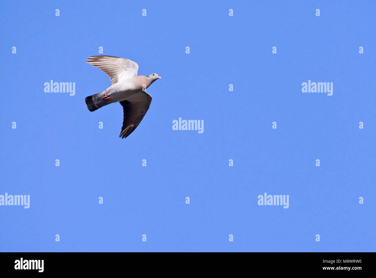 Colombe en vol Banque de photographies et d’images à haute résolution ...