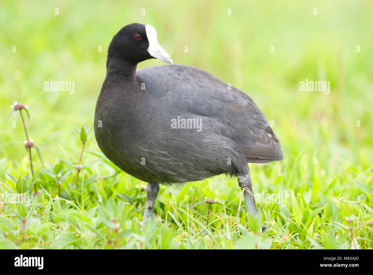 Hawaiian coot Banque de photographies et d’images à haute résolution ...
