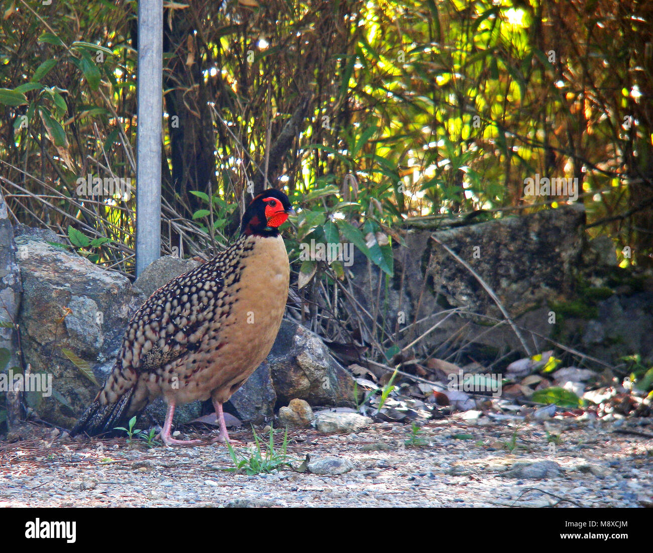 Cabots tragopan Banque de photographies et d’images à haute résolution ...