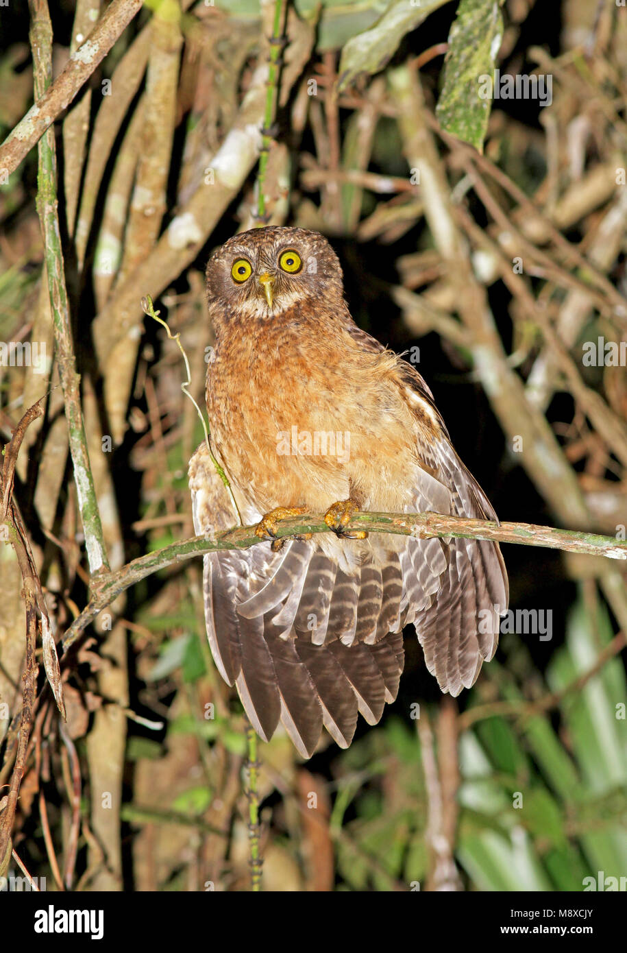 Cebu boobook Banque de photographies et d’images à haute résolution - Alamy