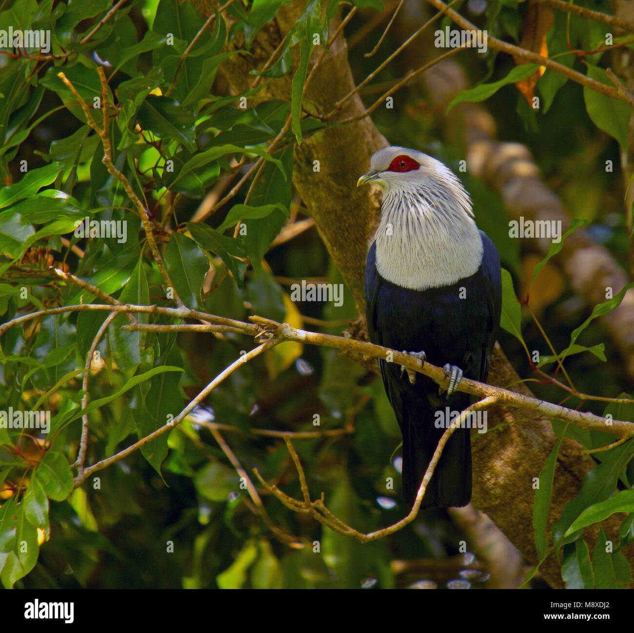 Comoren-blauwe duif Comoro pigeon bleu, Alectroenas sganzini Photo ...