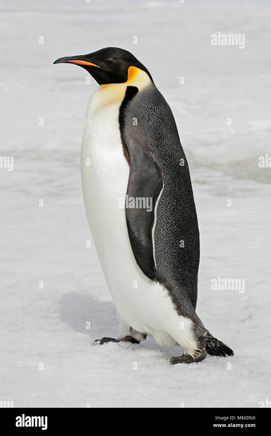 Manchot empereur antarctique Banque de photographies et d’images à ...