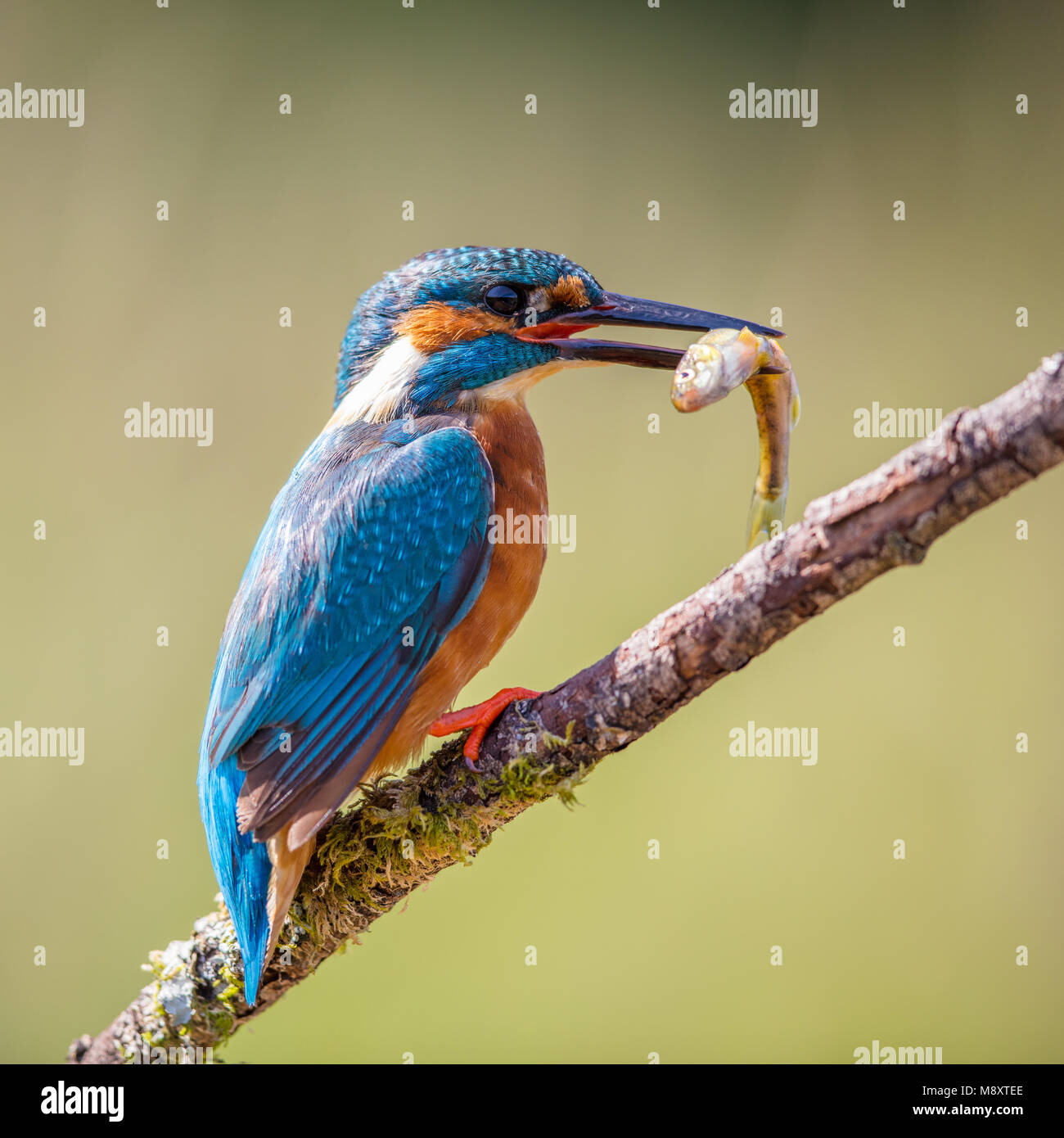 Martin-pêcheur mâle perché avec un poisson dans son bec Photo Stock - Alamy
