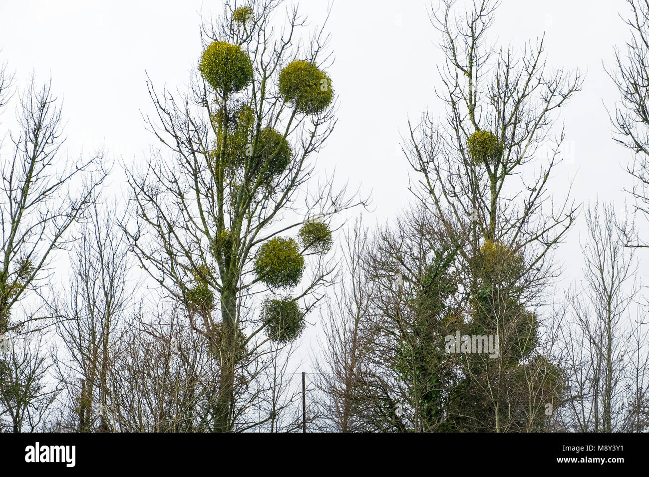 Arbuste parasite Banque de photographies et d’images à haute résolution ...