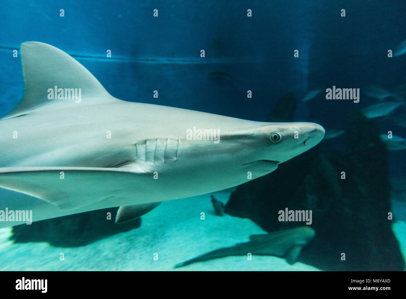 Genova, Italie - le célèbre Aquarium de Gênes, Ligurie. C'est le plus ...