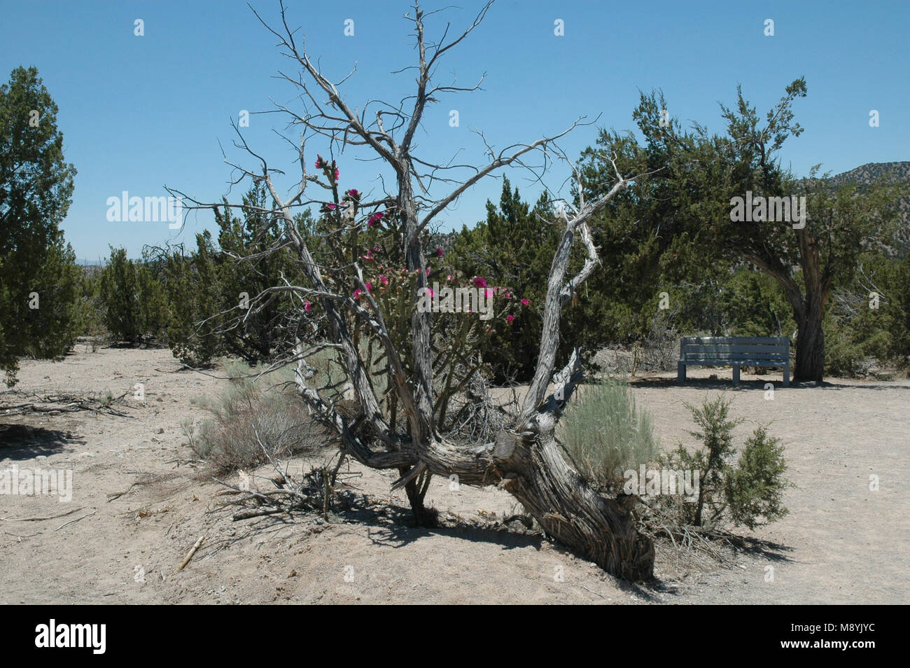 Cereus poselgeri Banque de photographies et d’images à haute résolution ...
