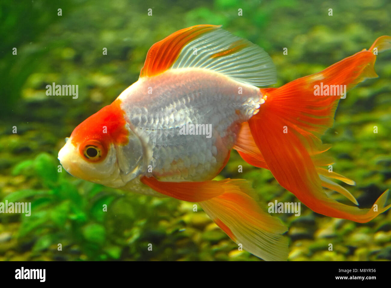 Mouvement naturel des poissons d'aquarium Banque de photographies et d ...