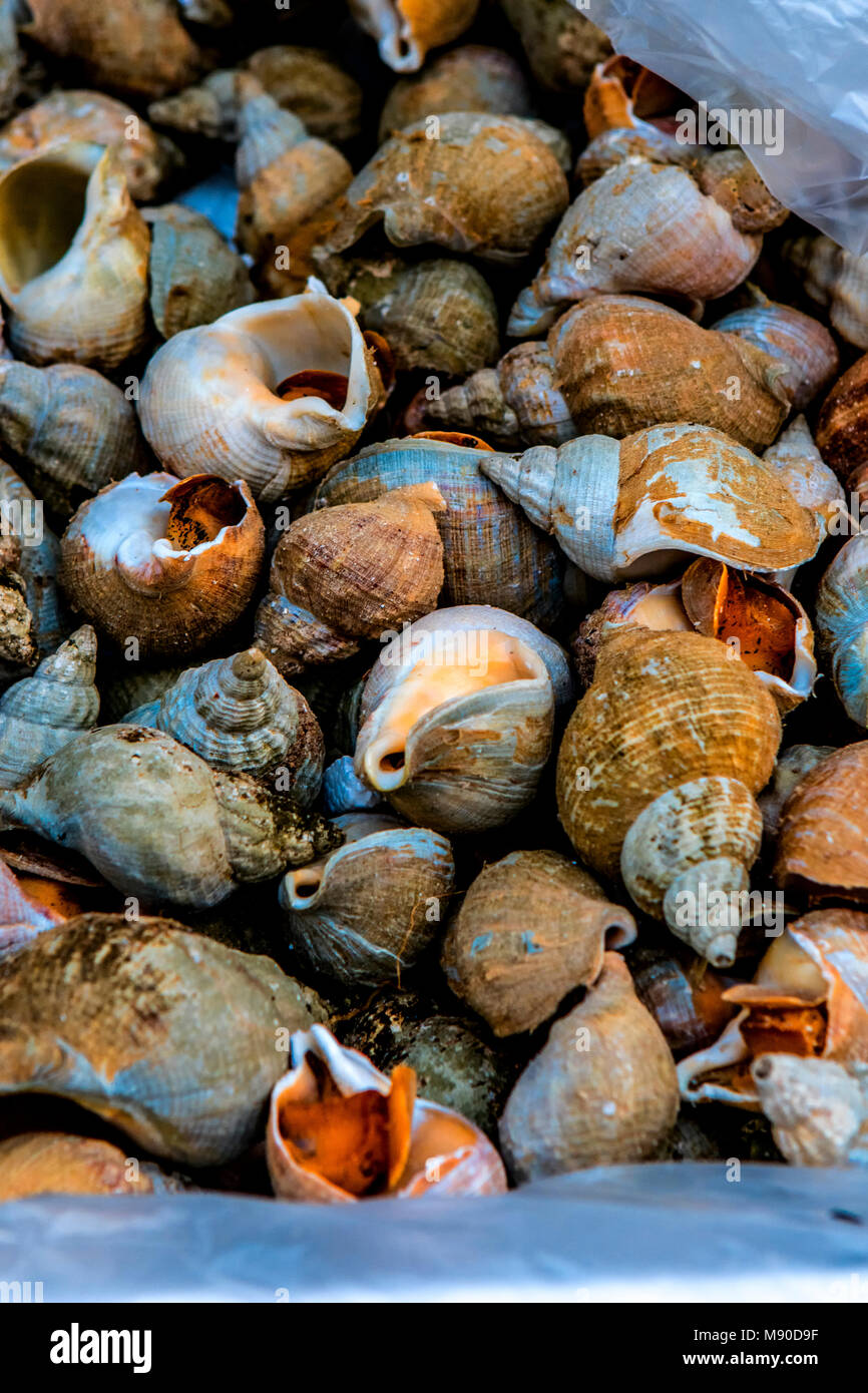 Edible sea snail Banque de photographies et d’images à haute résolution ...