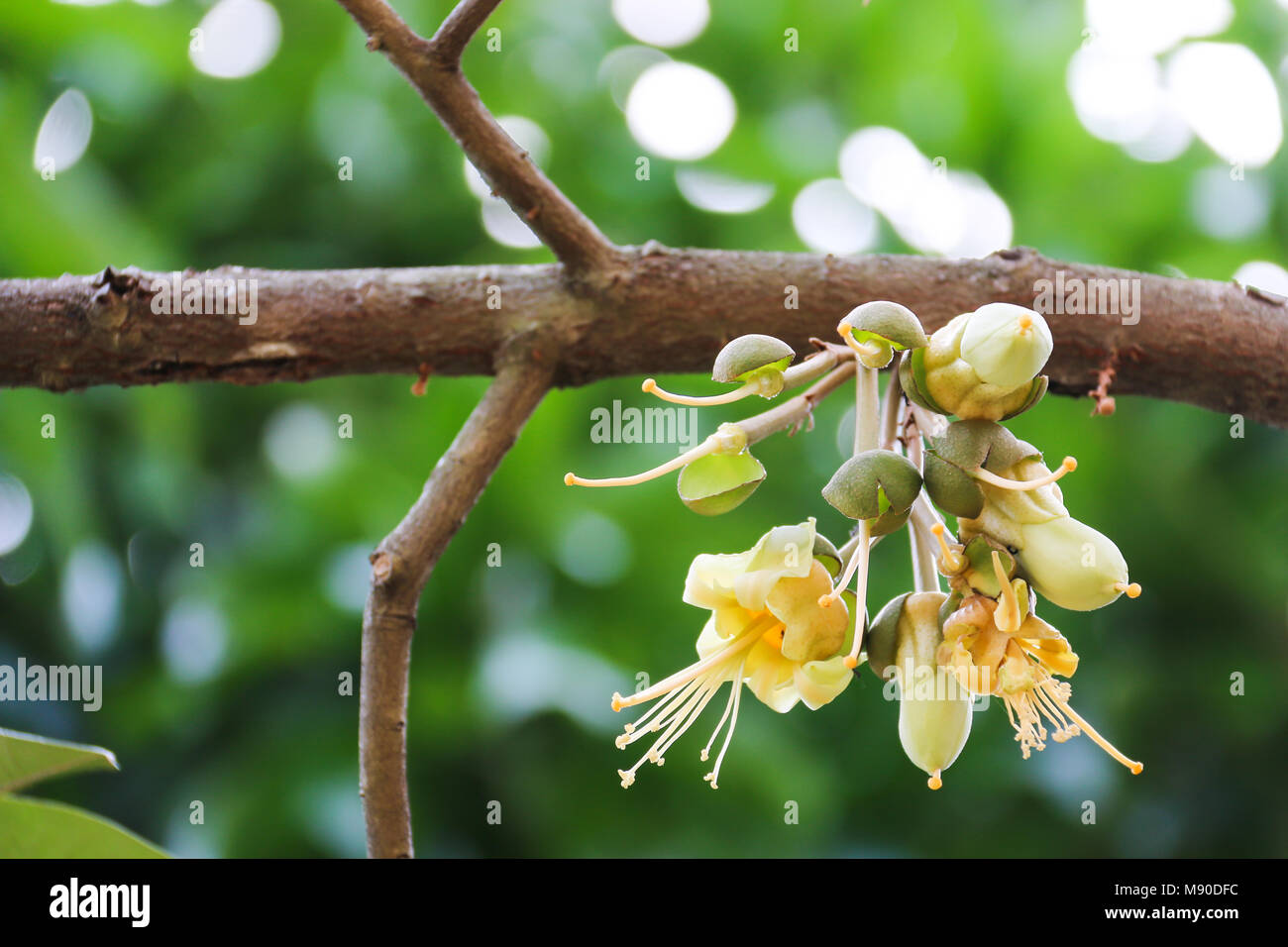 Fleur de durian Banque de photographies et d’images à haute résolution ...