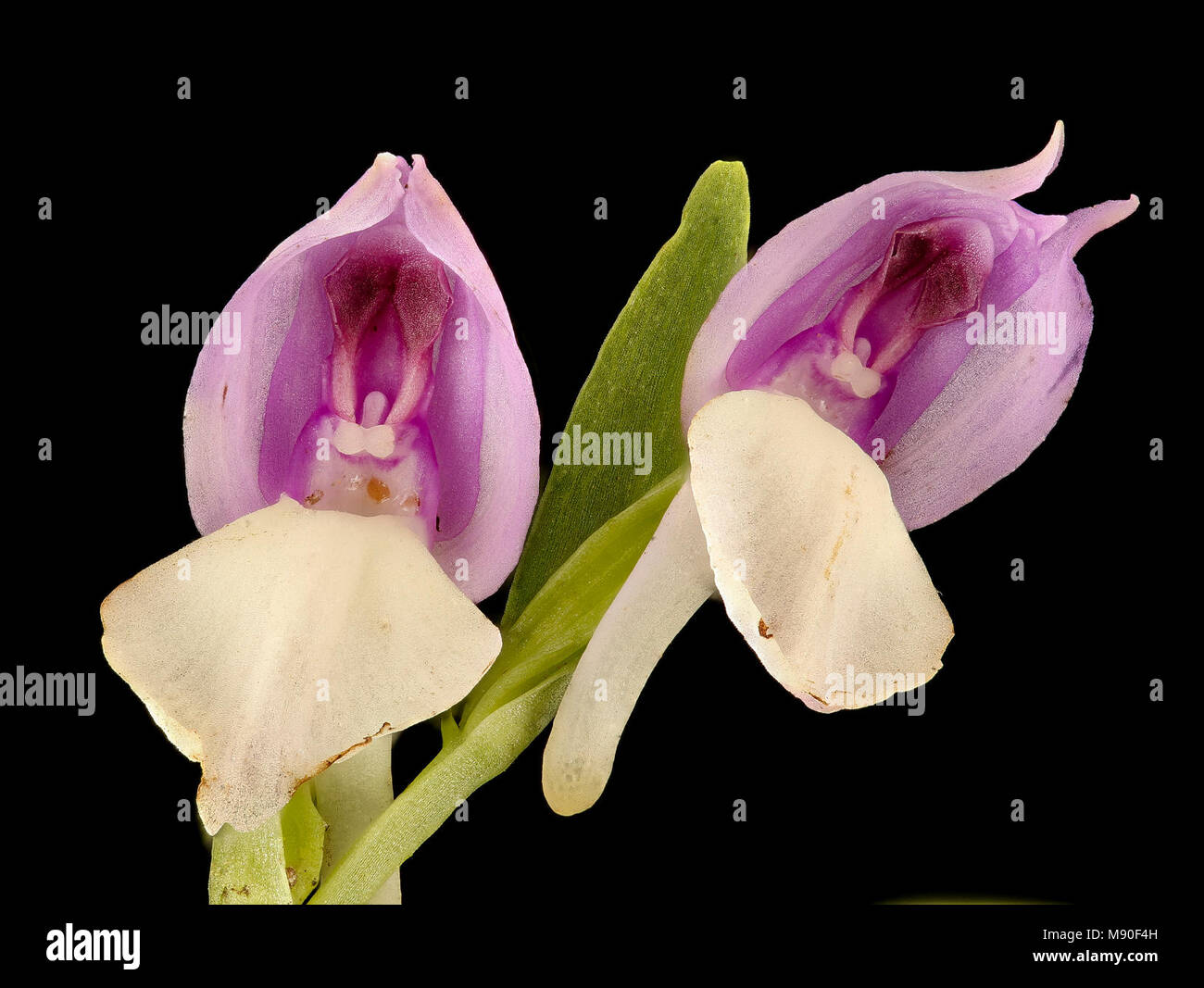 Galearis spectabilis orchis spectabilis Banque de photographies et d ...