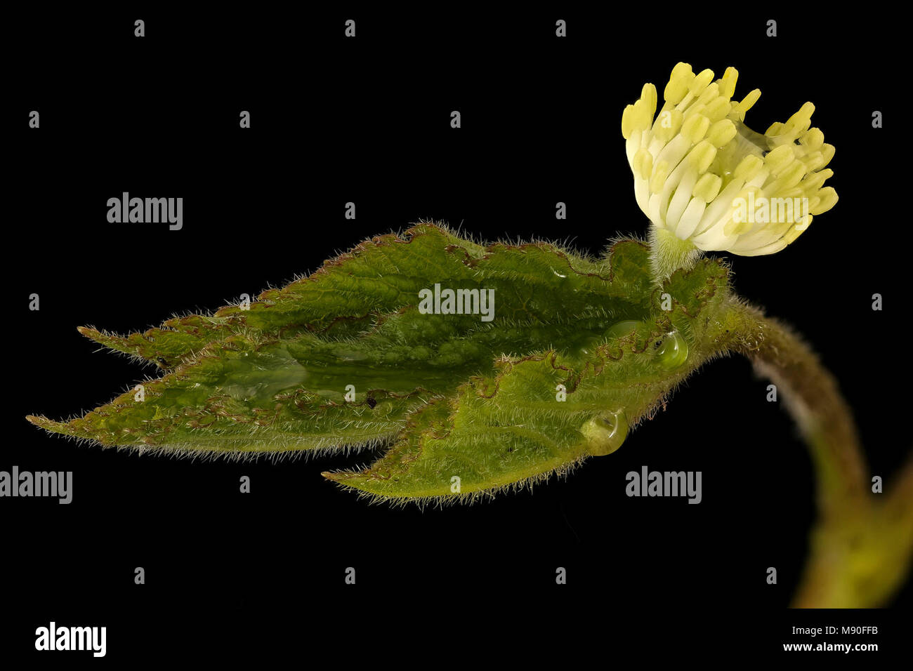 Goldenseal plant hydrastis canadensis Banque de photographies et d ...