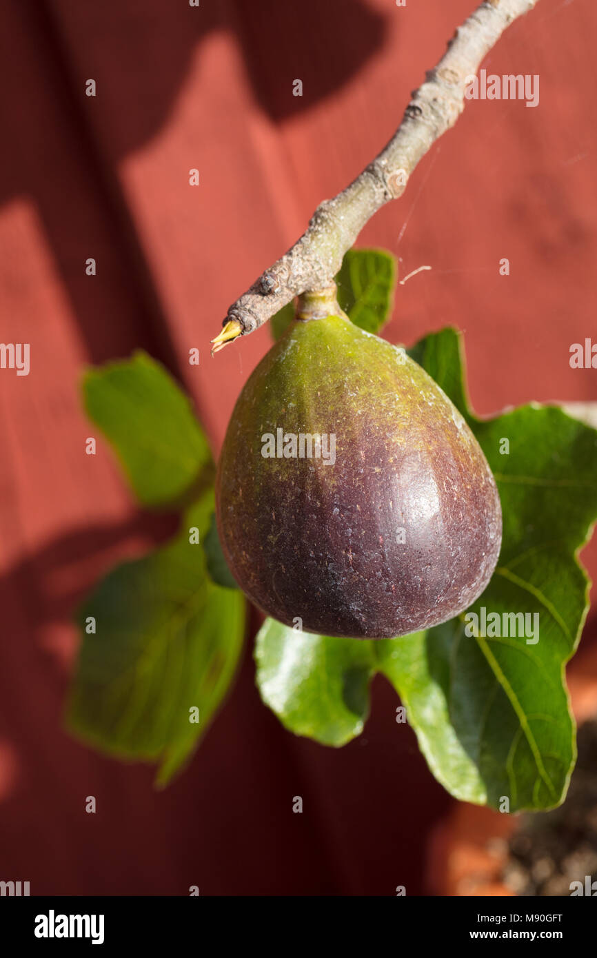 Ficus communis Banque de photographies et d’images à haute résolution ...