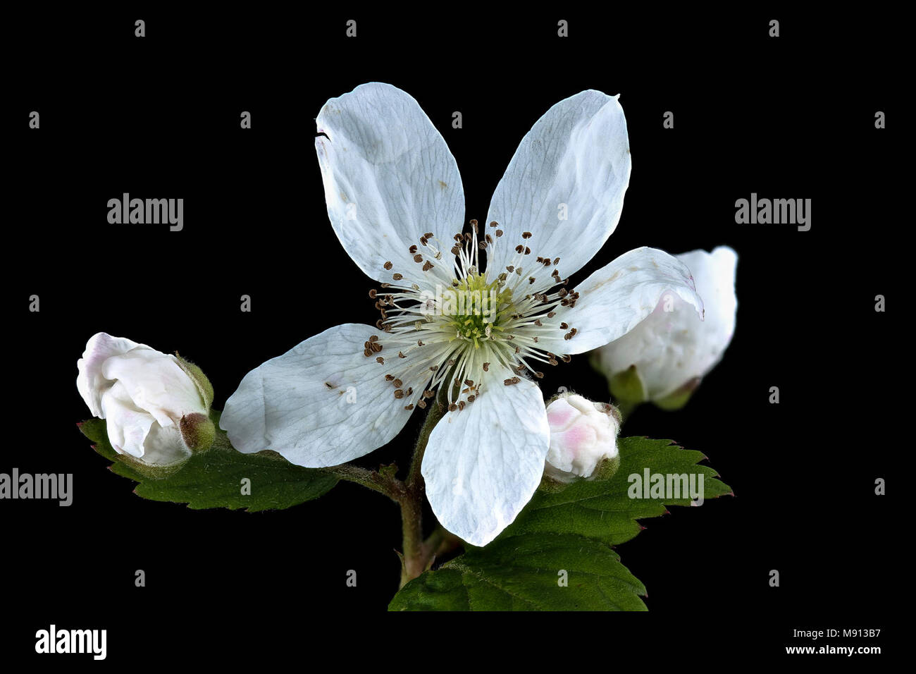 Genus rubus Banque de photographies et d’images à haute résolution - Alamy