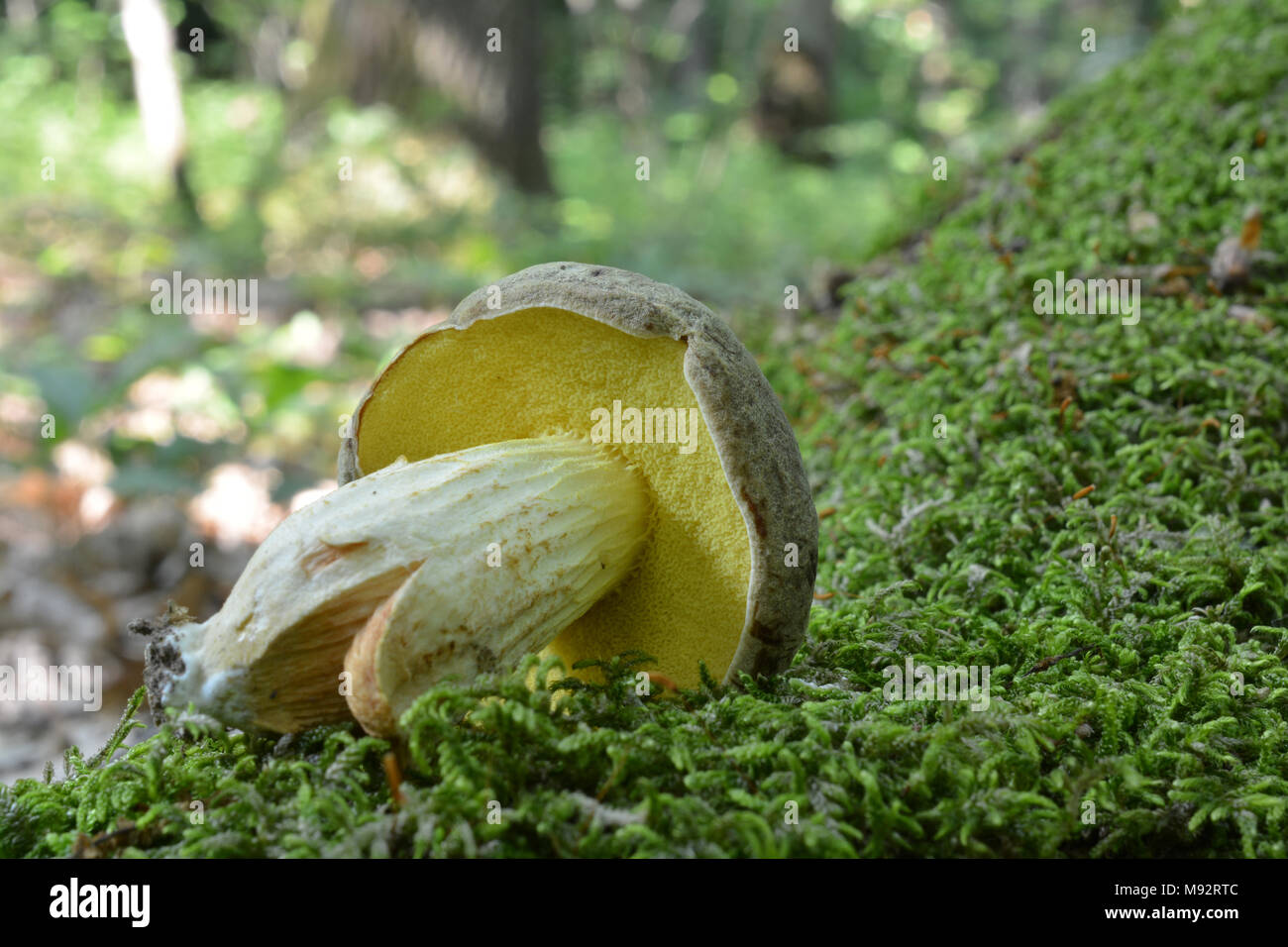 Bolets marron et jaune Banque de photographies et d’images à haute ...