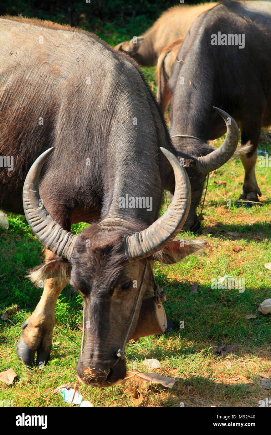 Asie buffalo Banque de photographies et d’images à haute résolution - Alamy