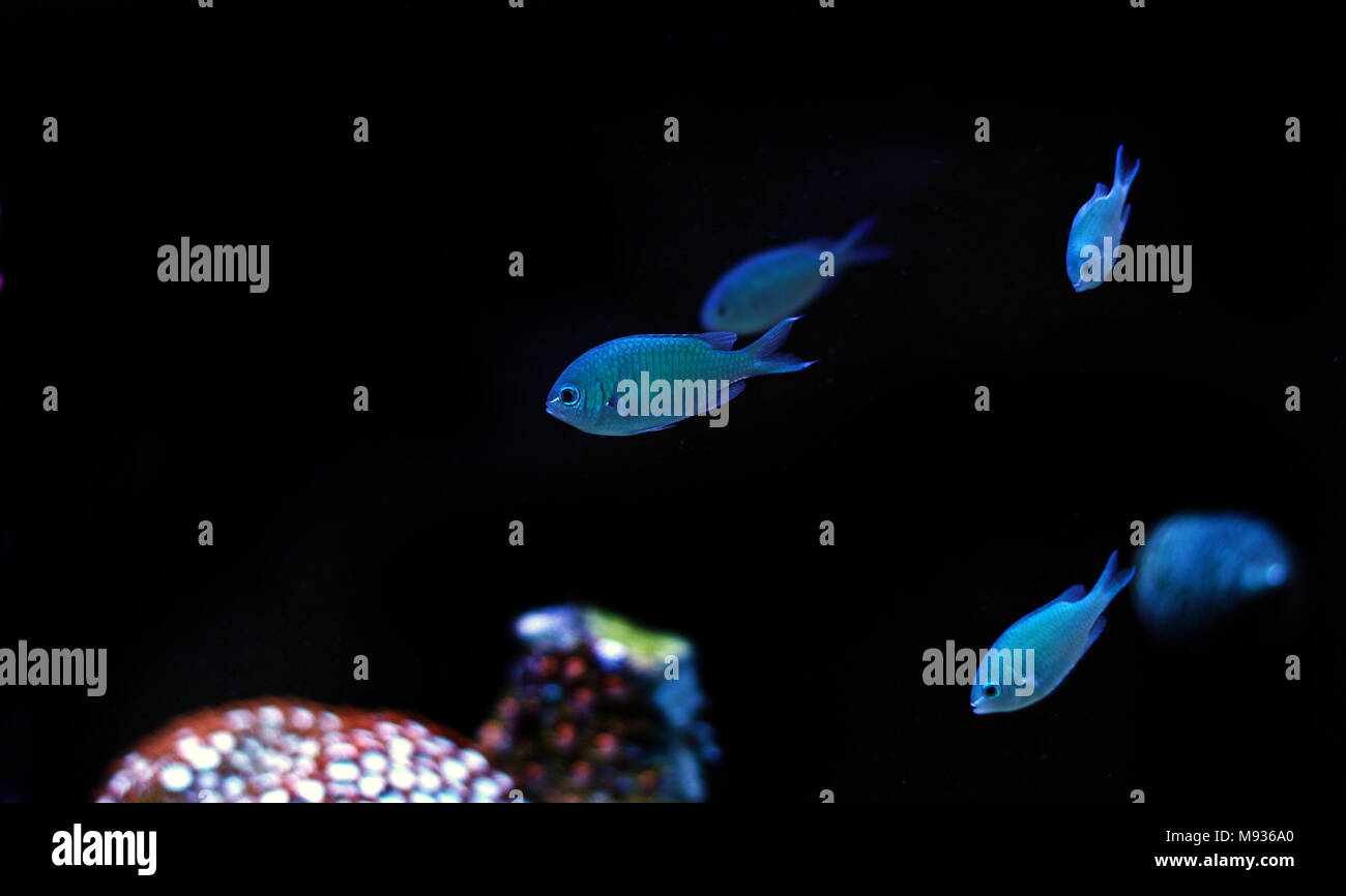 Animaux marins Banque de photographies et d’images à haute résolution ...