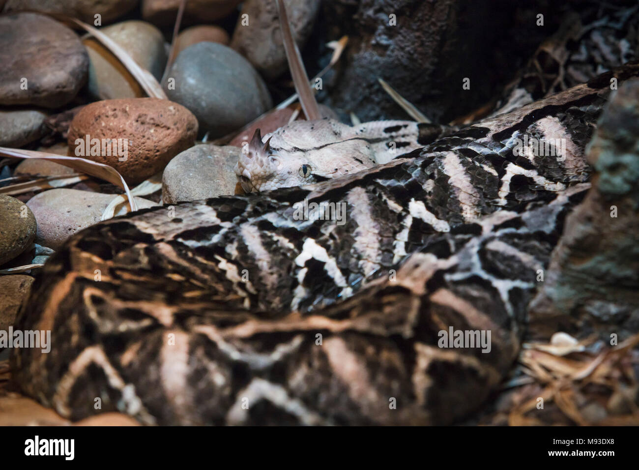 Bitis gabonica gabonica Banque de photographies et d’images à haute ...