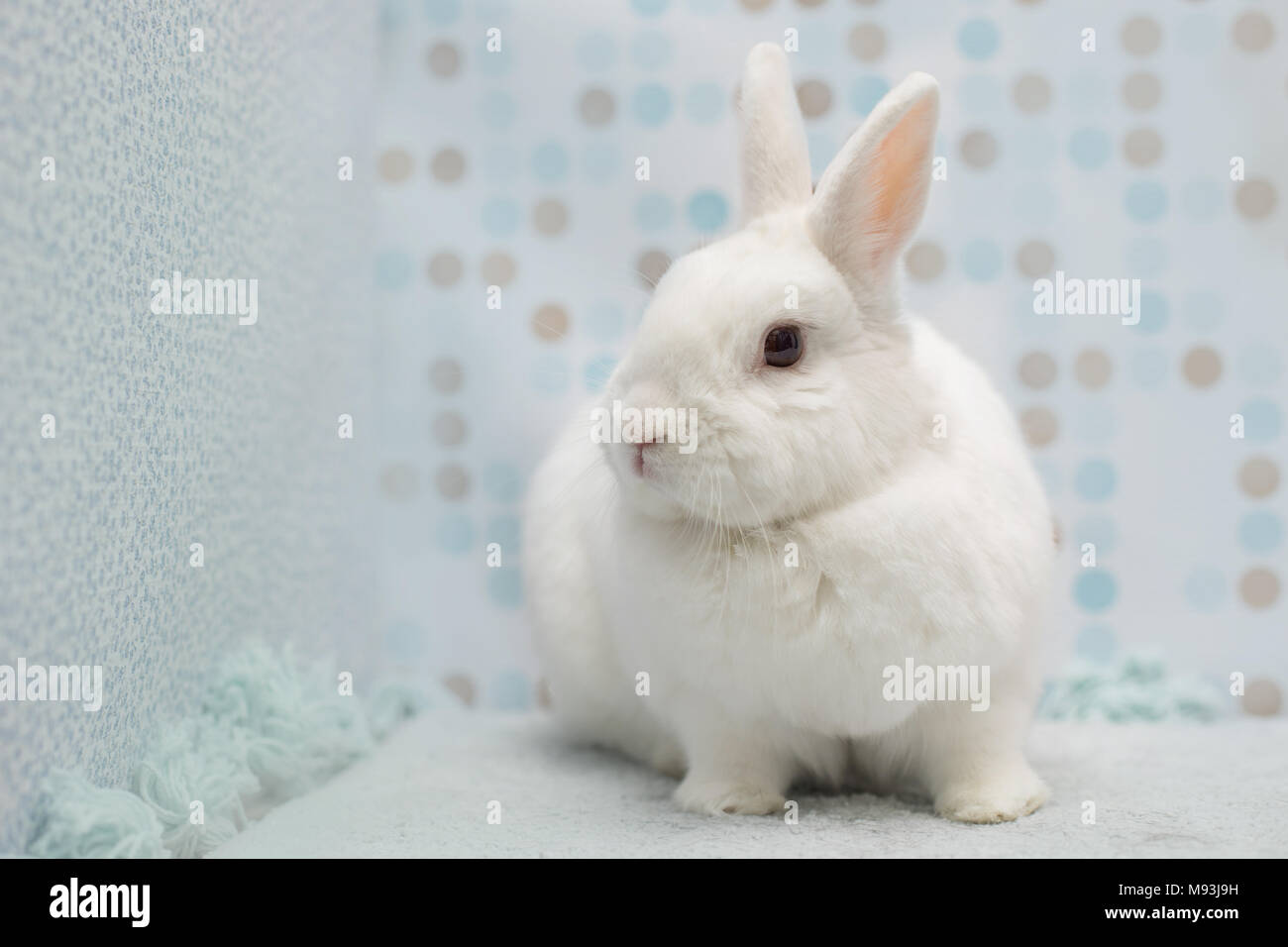 Lapin nain blanc et roux Banque de photographies et d’images à haute ...