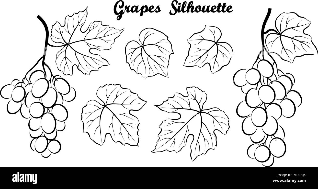 Dessin de grappe de raisin Banque d'images noir et blanc - Alamy