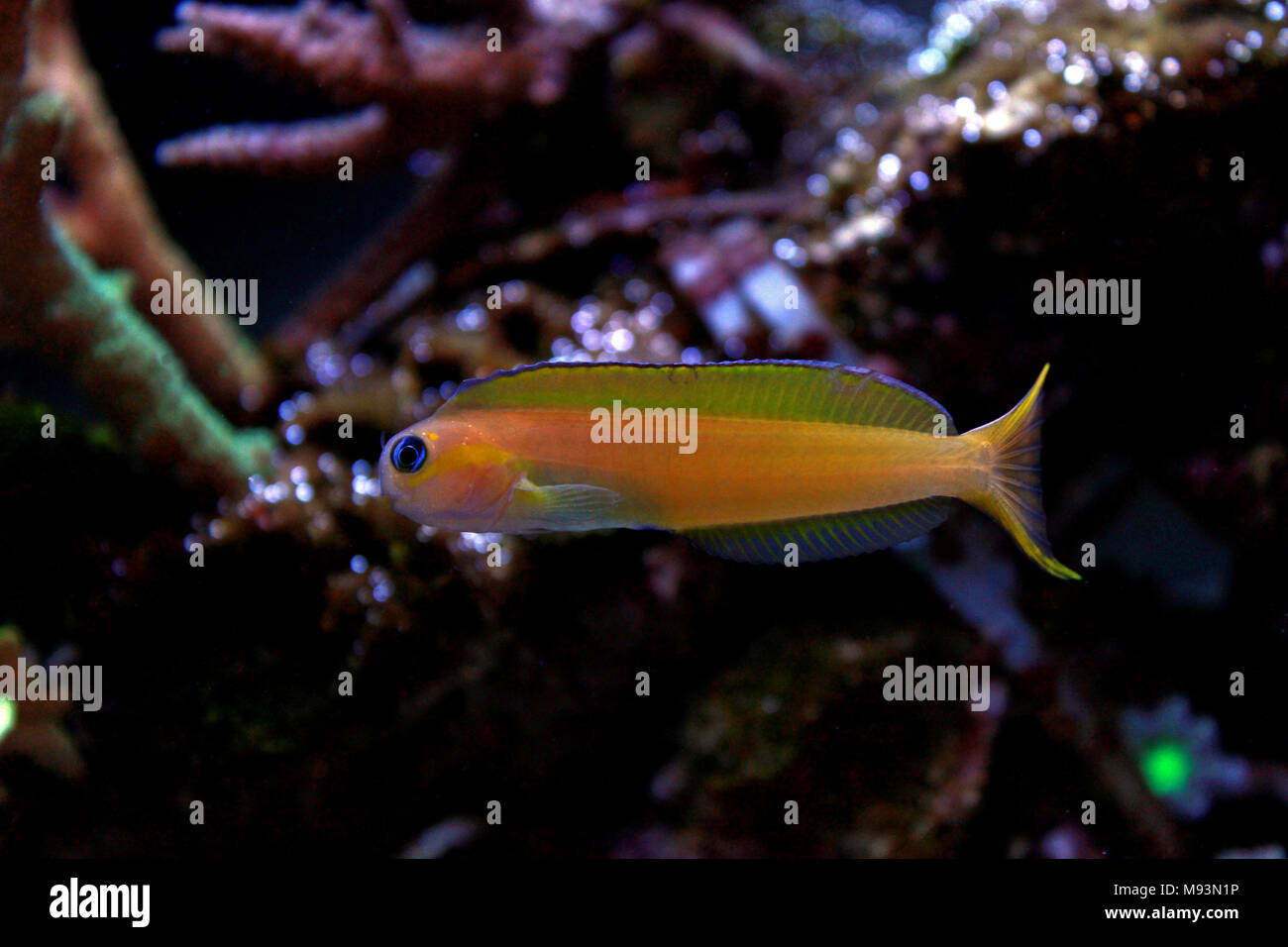 Midas blenny Banque de photographies et d’images à haute résolution - Alamy