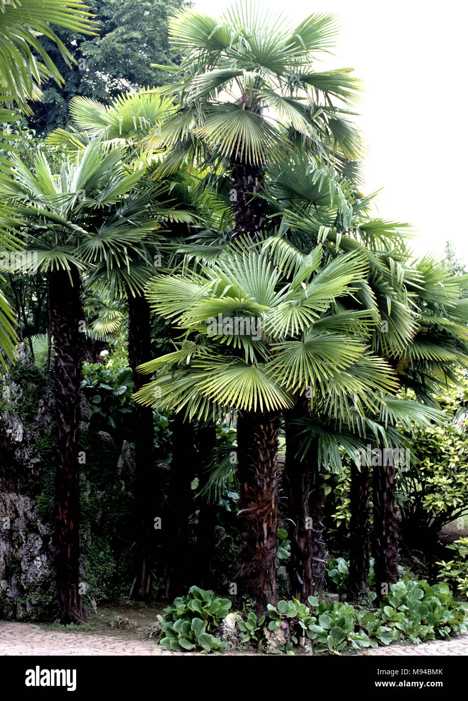 Palmier de chanvre trachycarpus fortunei Banque de photographies et d ...