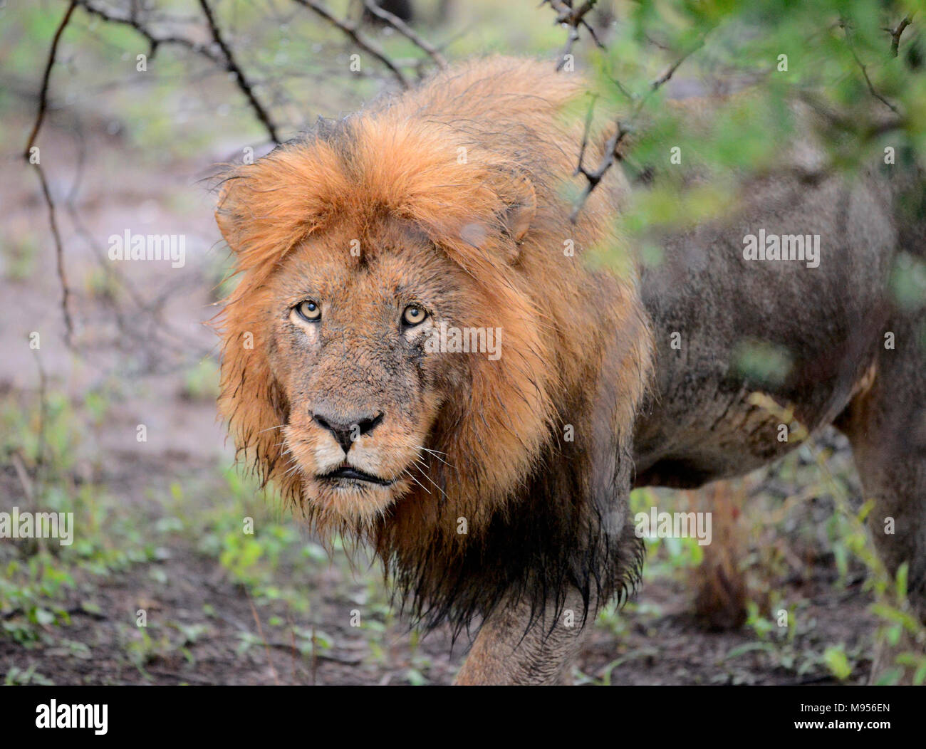 L'Afrique du Sud est une destination touristique populaire pour son ...