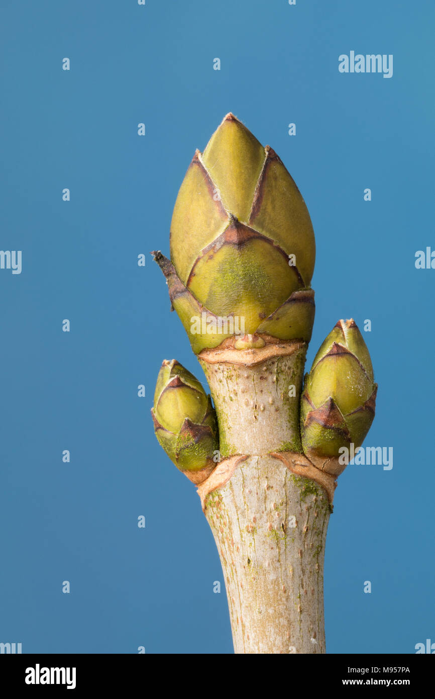 Erable de montagne Banque de photographies et d’images à haute ...