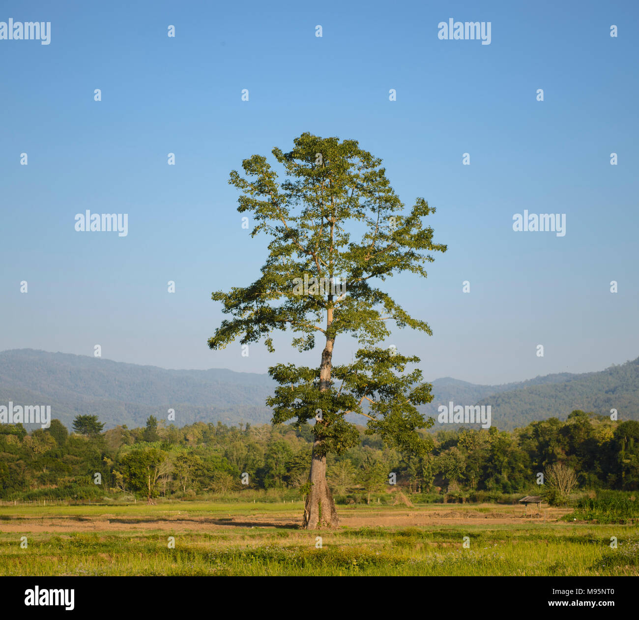 Arbre vert solitaire Banque de photographies et d’images à haute ...