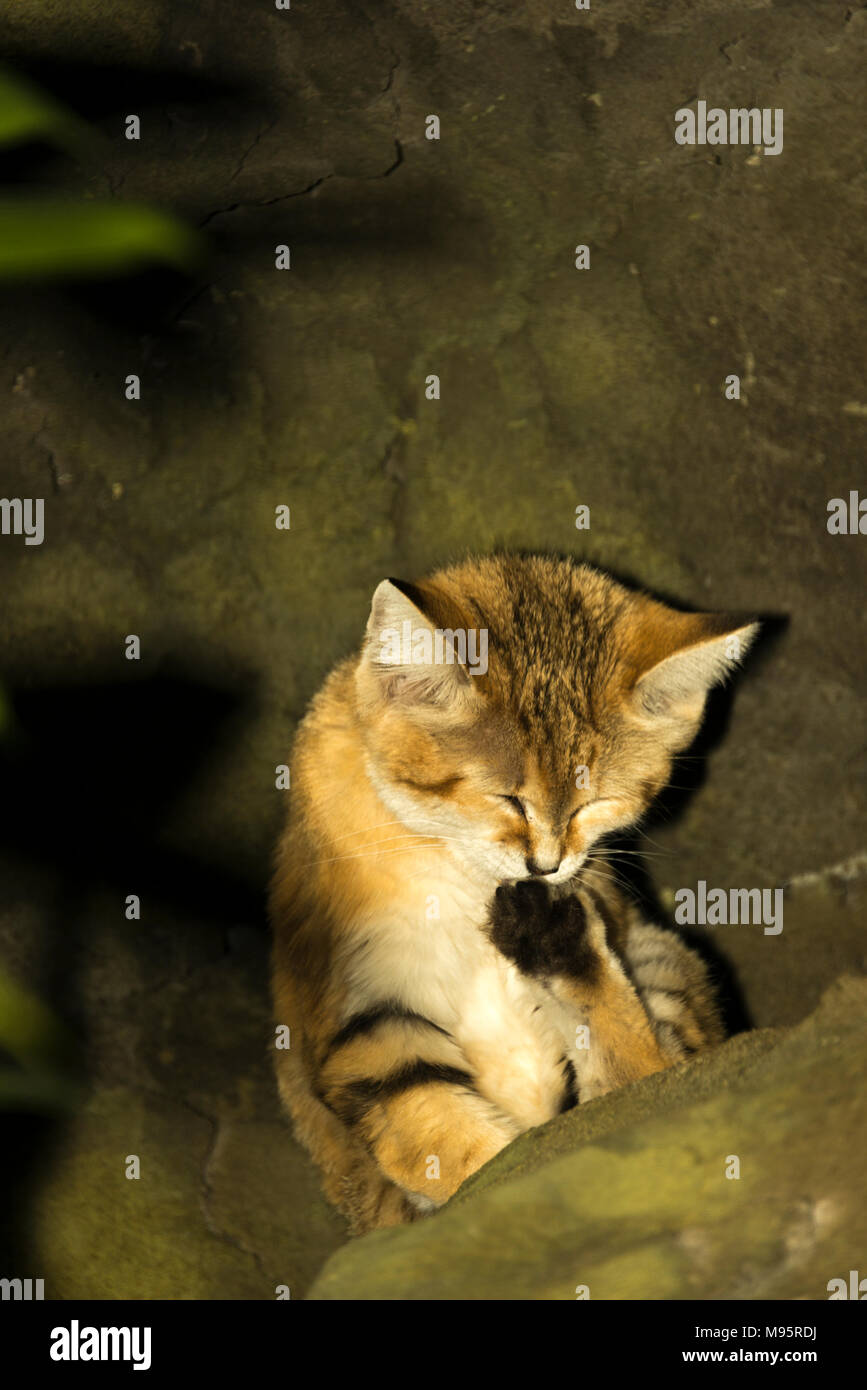 Chat de sable felis margarita Banque de photographies et d’images à ...