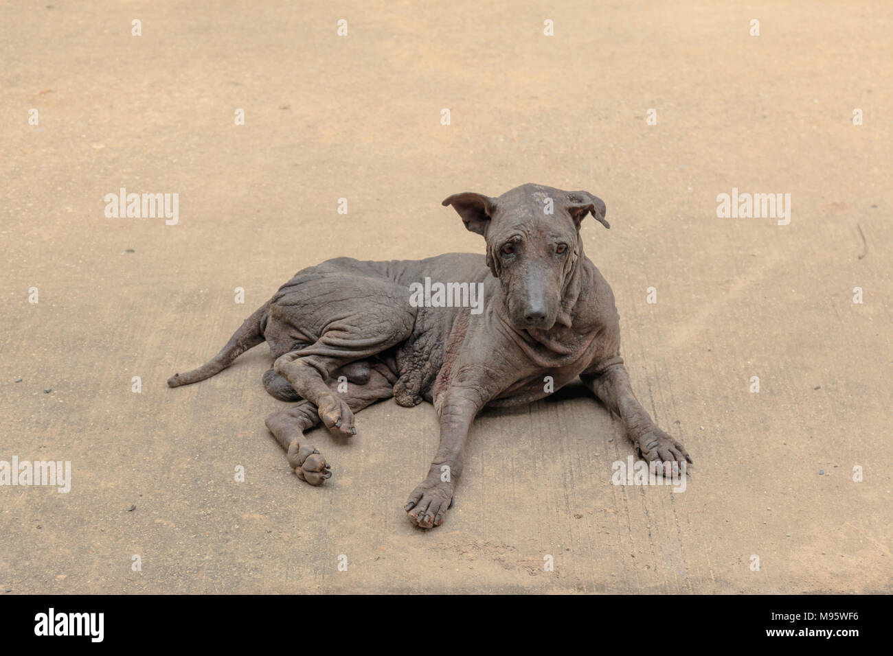 Gale De Chien Banque d'image et photos - Alamy