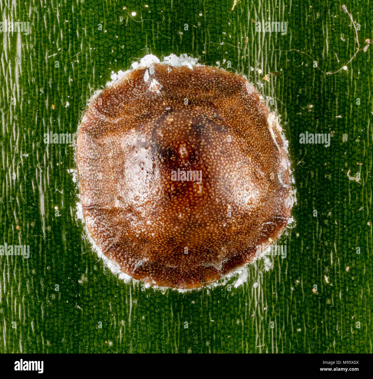 Cochenilles et cochenilles farineuses Banque de photographies et d ...