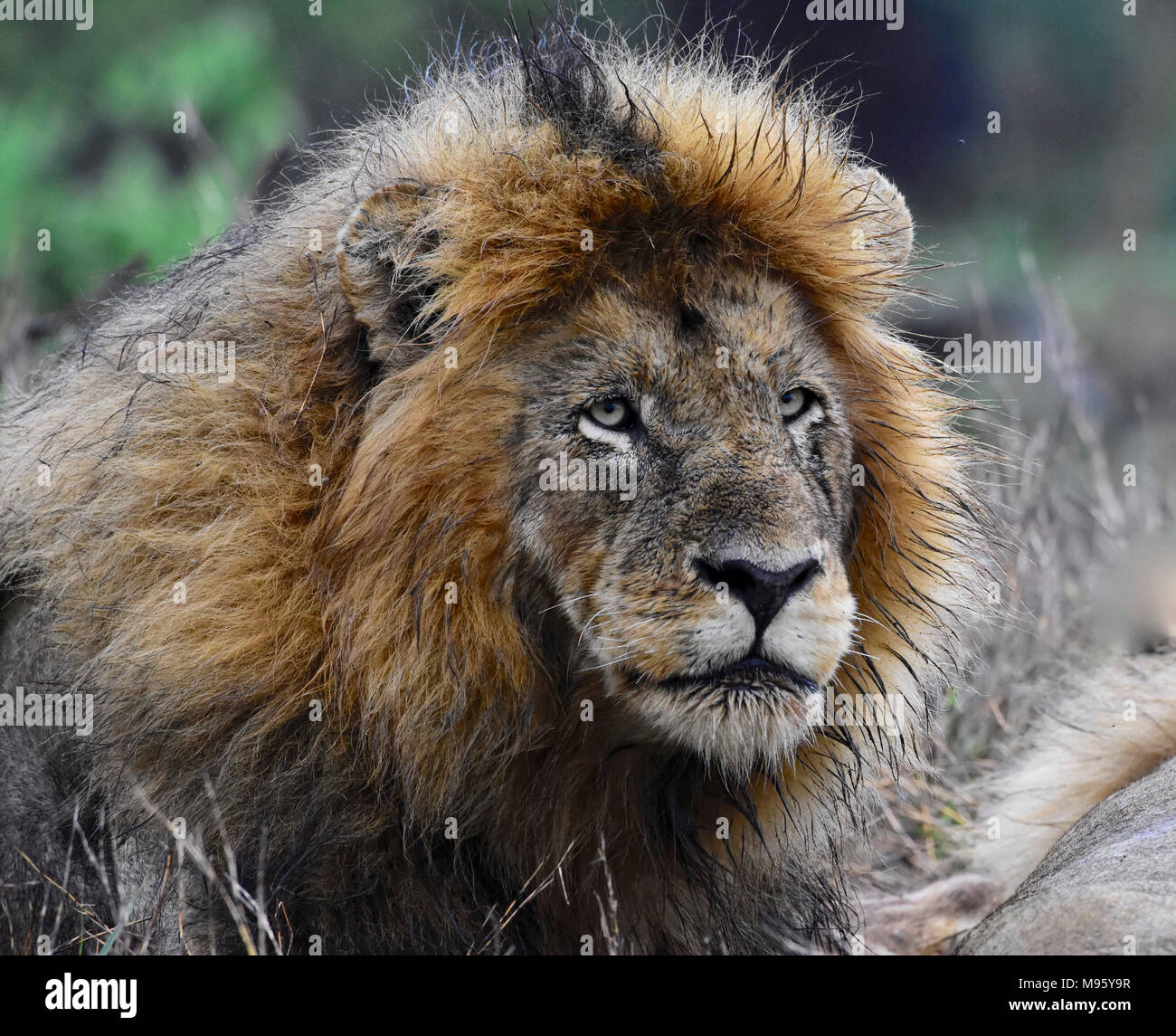 L'Afrique du Sud est une destination touristique populaire pour son ...