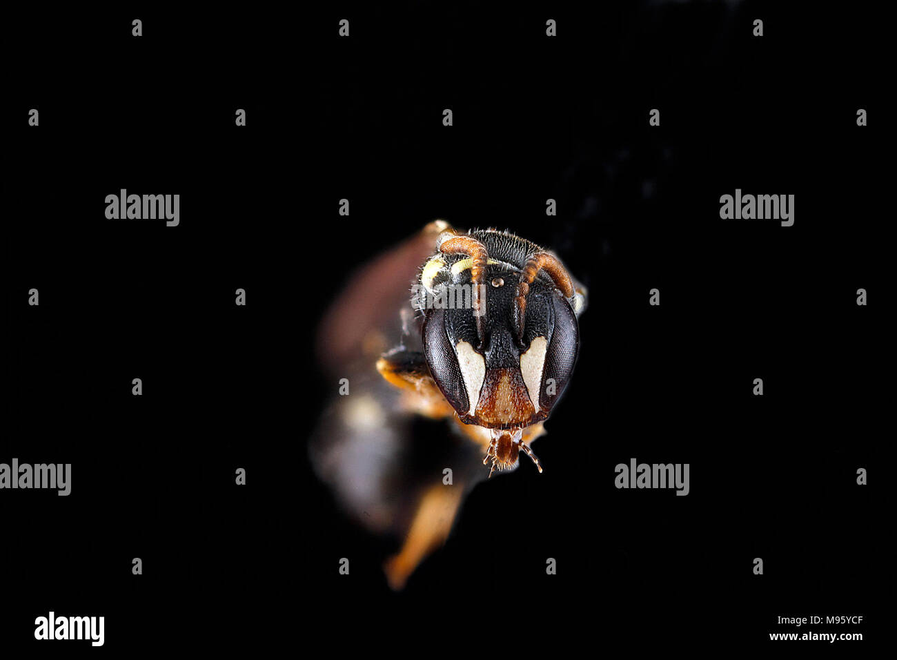 Hylaeus sp Banque de photographies et d’images à haute résolution - Alamy