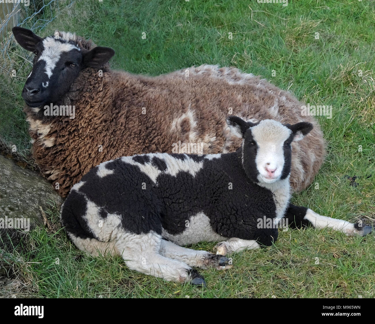 Jacob sheep Banque de photographies et d’images à haute résolution - Alamy