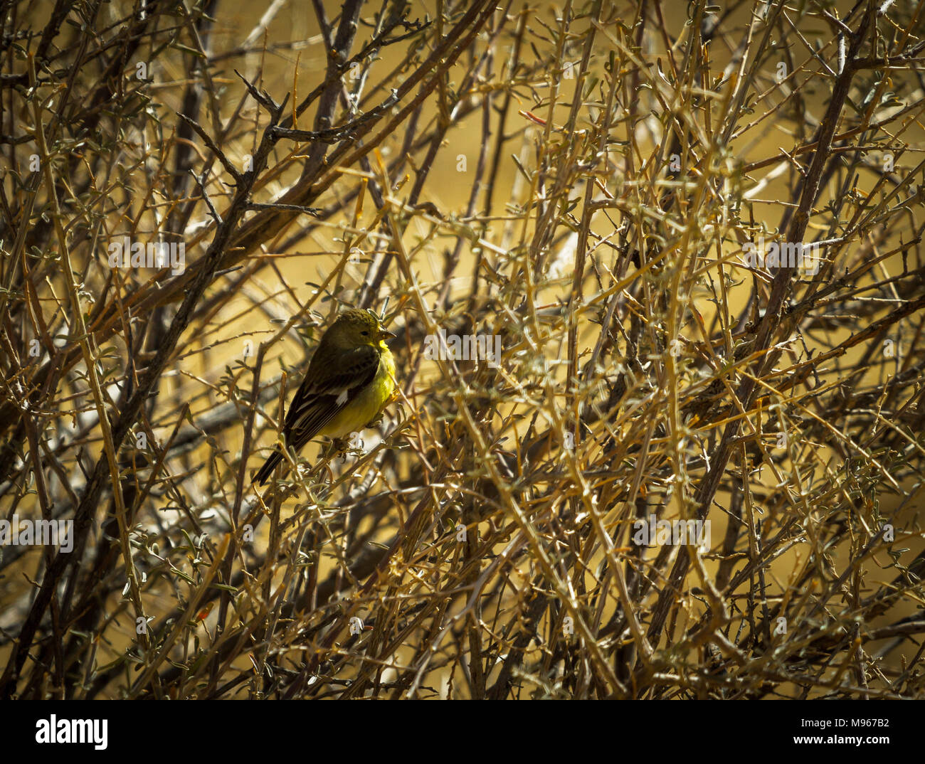 Petit oiseau mangeur de graines Banque de photographies et d’images à ...