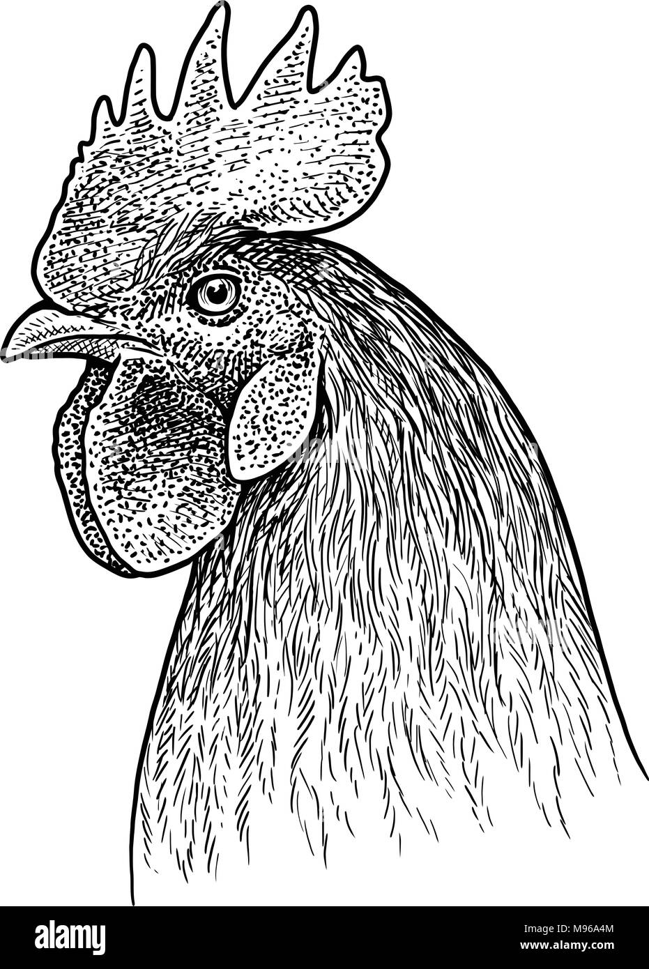 Coq tête portrait illustration, dessin, gravure, encre, dessin au trait ...