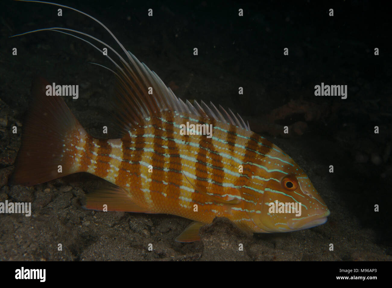 Poisson chinois Banque de photographies et d’images à haute résolution ...