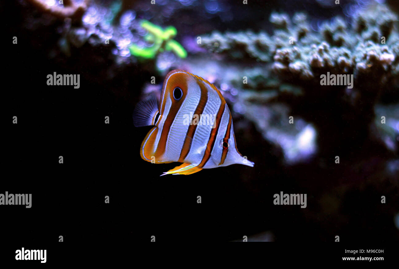 Poisson Papillon À Long Nez Banque d'image et photos - Alamy
