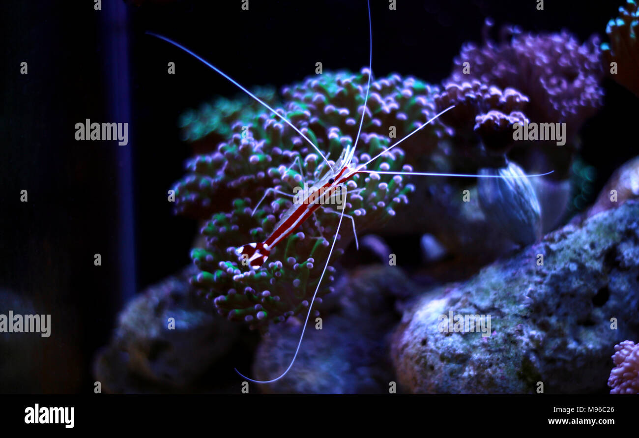 Crevettes de feu rouge sang Banque de photographies et d’images à haute ...