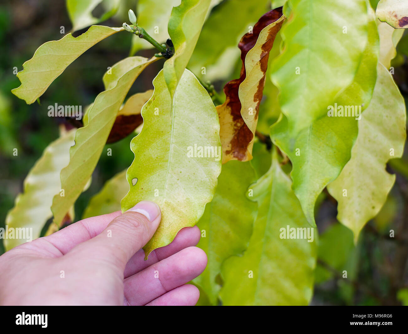Chlorose végétale Banque de photographies et d’images à haute ...