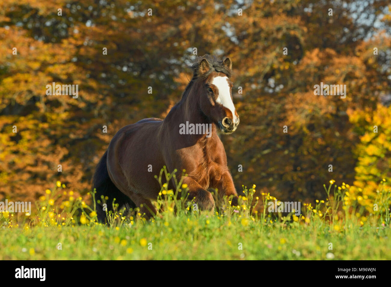 Irish cob Banque de photographies et d’images à haute résolution - Alamy