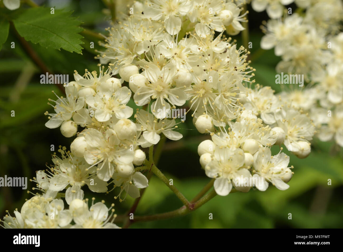Sorbus aucuparia flowers tree Banque de photographies et d’images à ...