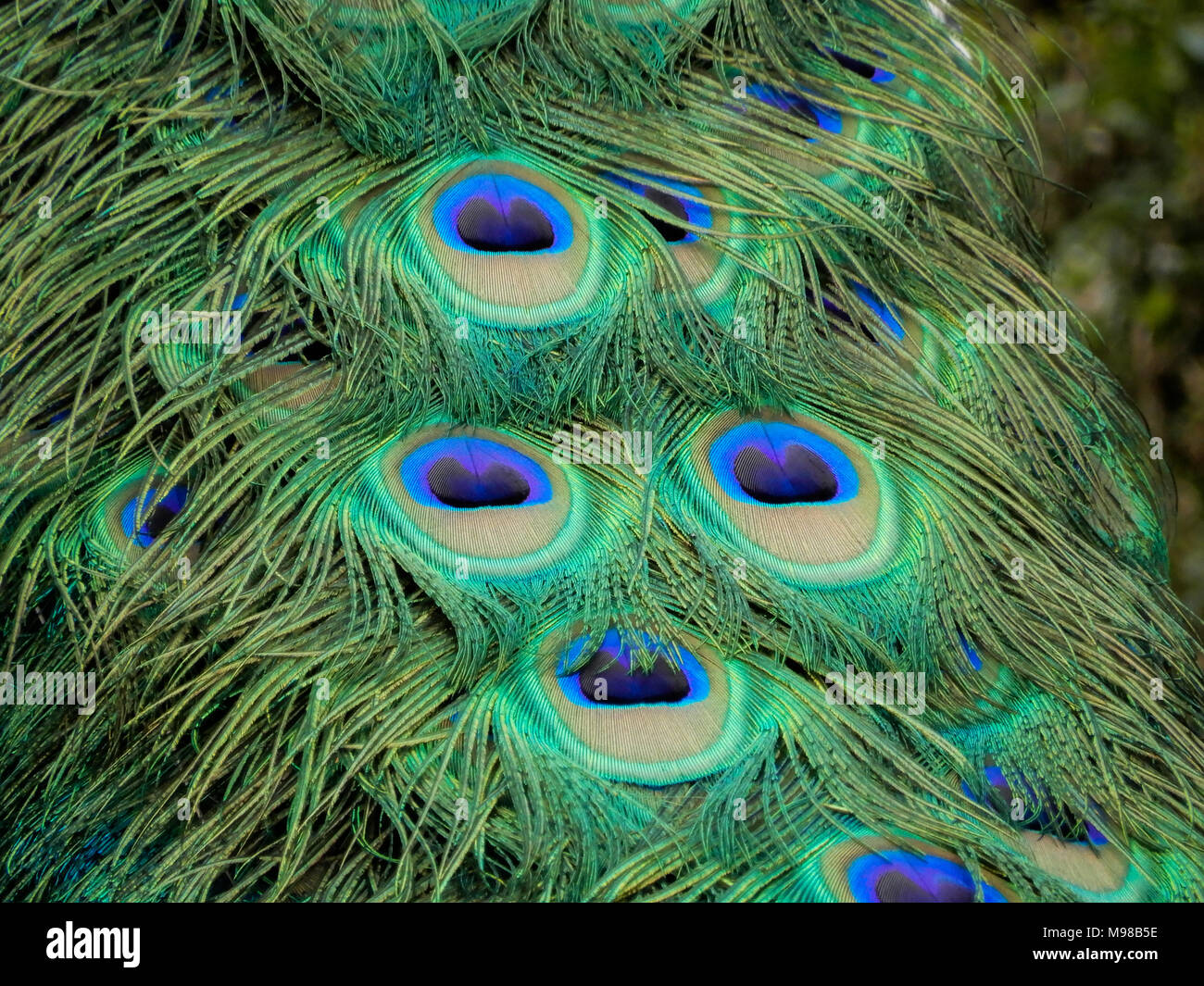 Plumage de paon Banque de photographies et d’images à haute résolution ...