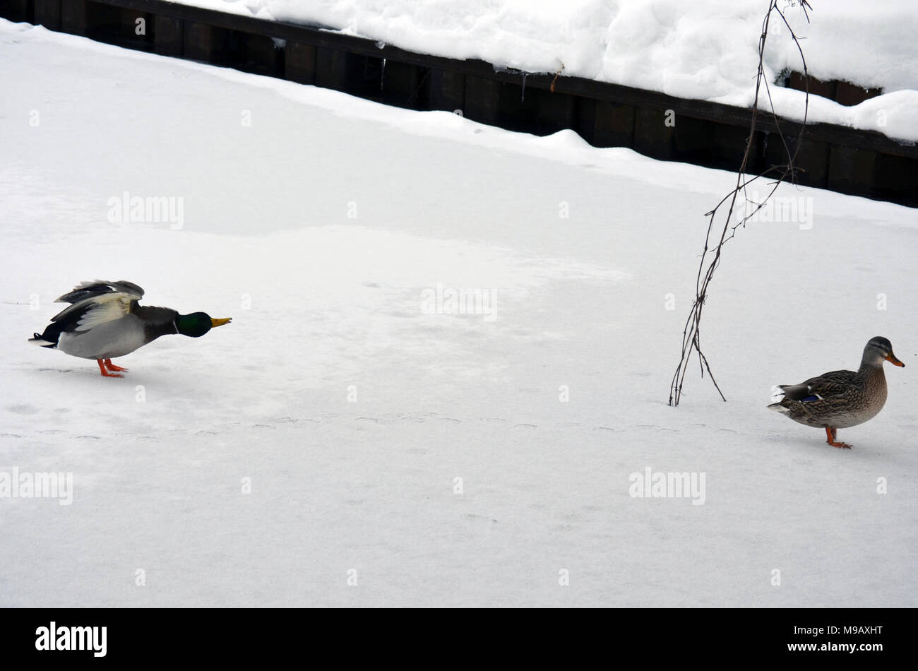 Accouplement de poule et de canard Banque de photographies et d’images ...
