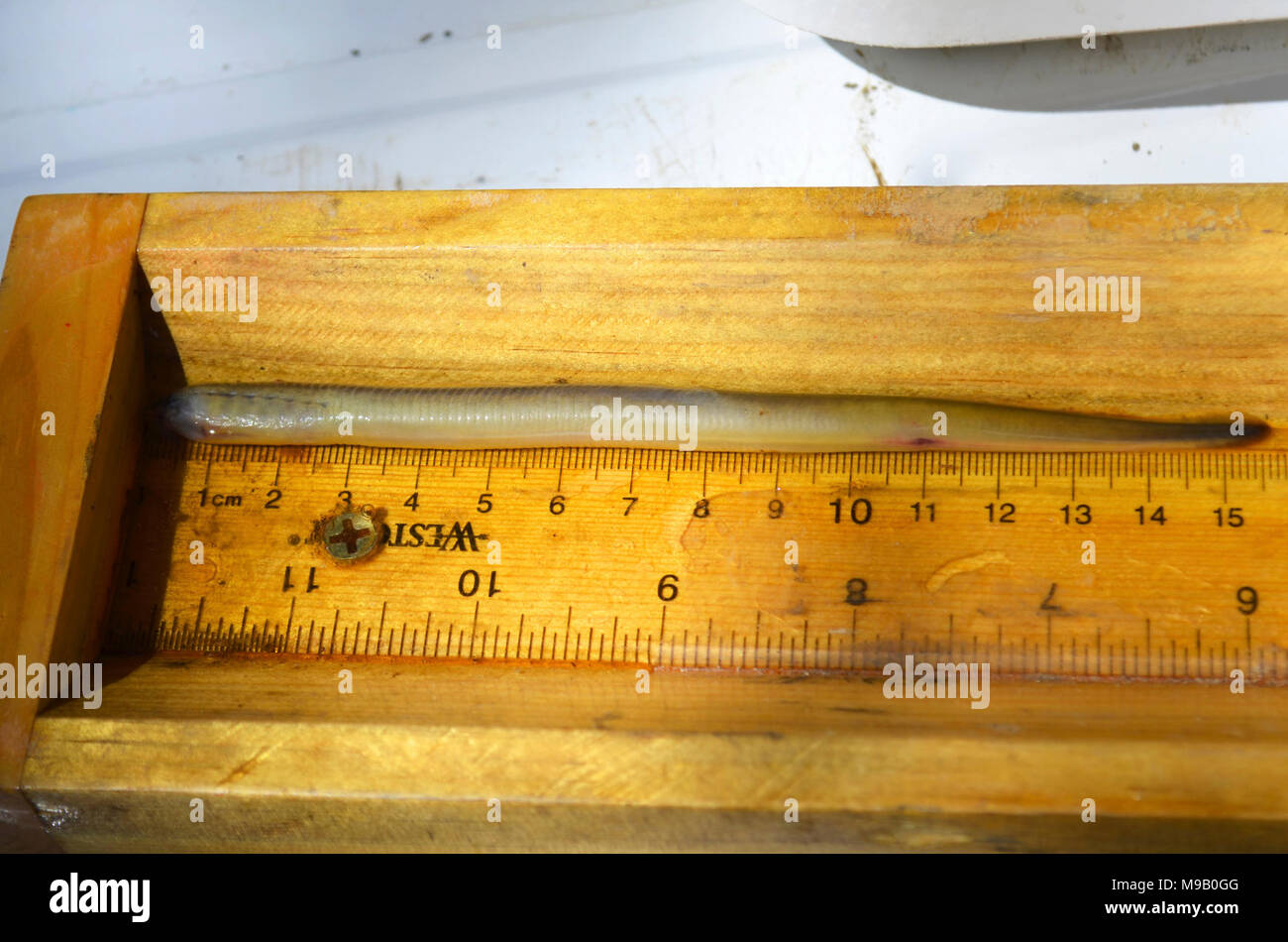 Sea lamprey control Banque de photographies et d’images à haute ...